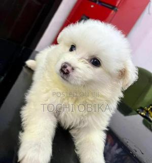 1-3 months Female Purebred American Eskimo in Ajah - Dogs & Puppies ...