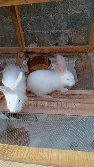 Hyla Max, New Zealand White, Chinchilla Rabbits, California White in ...