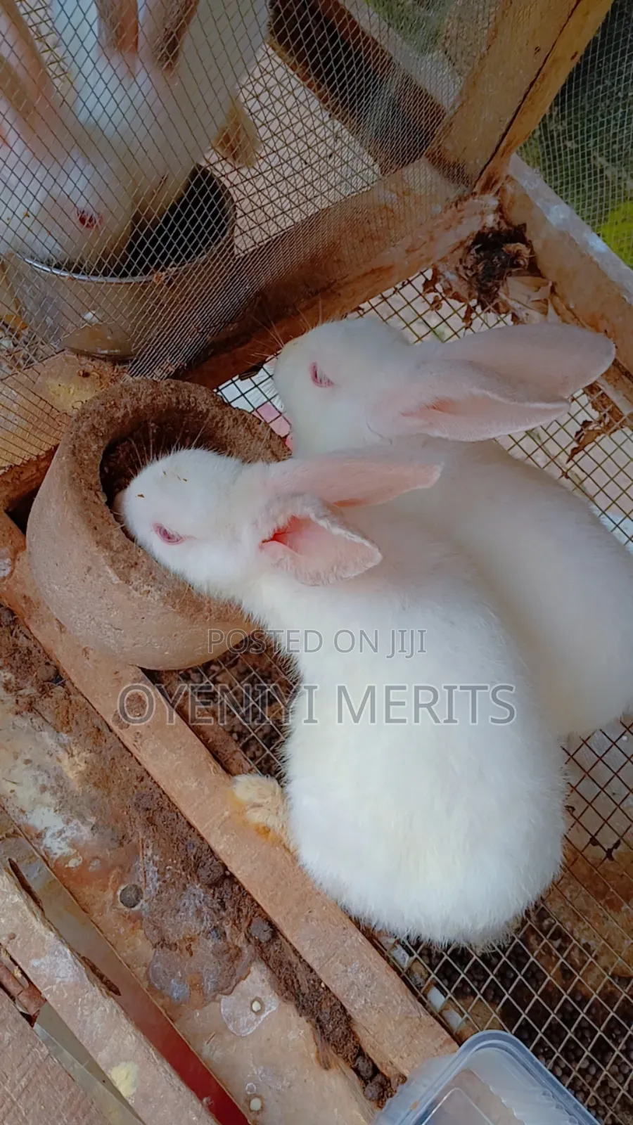 Hyla Max, New Zealand White, Chinchilla Rabbits, California White in ...