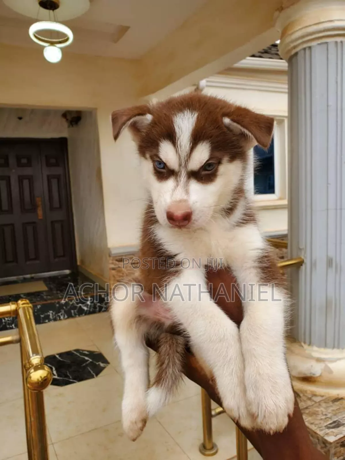 1-3 months Female Purebred Siberian Husky in Port-Harcourt - Dogs ...
