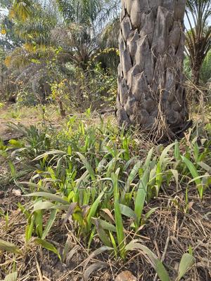 Palm Oil Tree Seedlings in Ibaji - Feeds, Supplements & Seeds, Aaron A ...