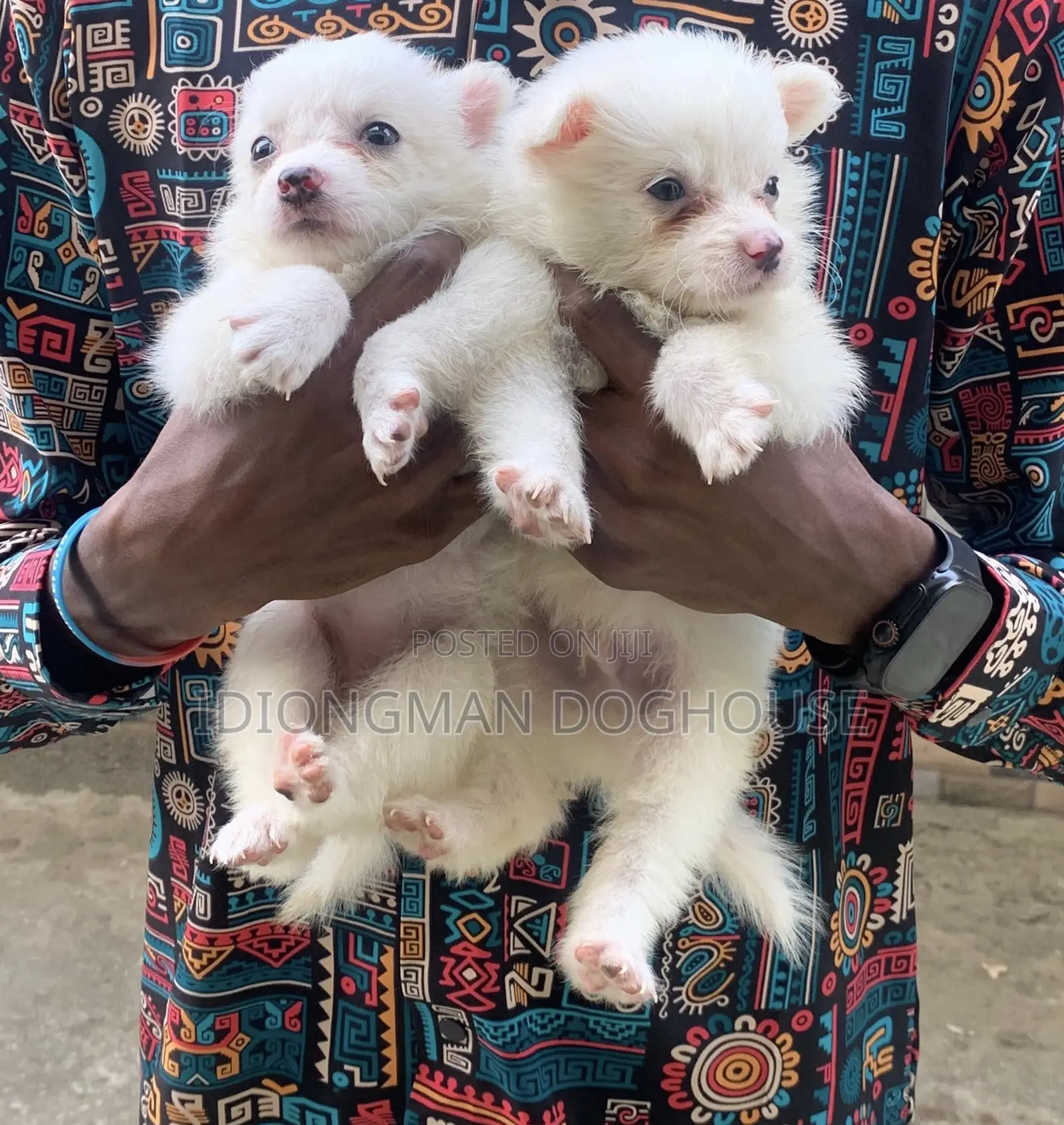 1-3 months Male Purebred American Eskimo in Port-Harcourt - Dogs ...