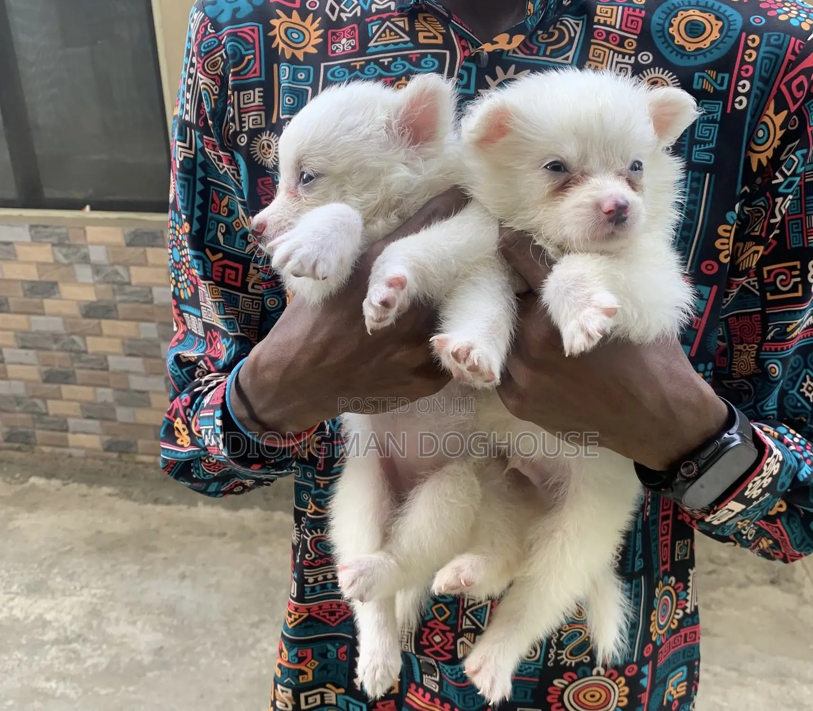 1-3 months Male Purebred American Eskimo in Port-Harcourt - Dogs ...