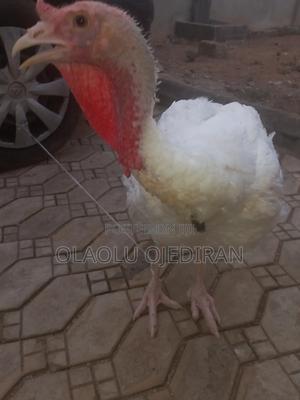 Adult Foreign Turkey! in Ibadan - Farm Animals, Olaolu Ojediran | Jiji.ng