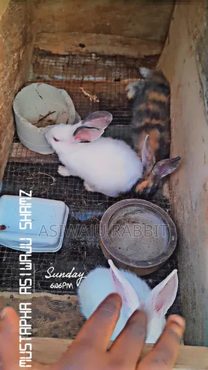 Rabbits in Nigeria for sale Prices on Jiji.ng