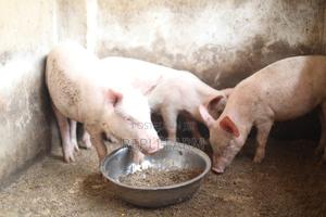 Grower Pigs / About to Cross / Gilt / Young Pigs in Wuse - Farm Animals ...