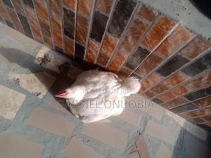 7 Weeks Broiler Chickens in Aba North - Farm Animals, Gabriel Onuobia ...