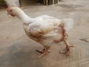 Broiler Two Months and 2 Weeks in Ipaja - Farm Animals, Dele Ayomide ...