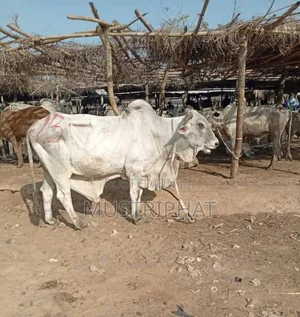 Cows in Lagos for sale Prices on Jiji.ng