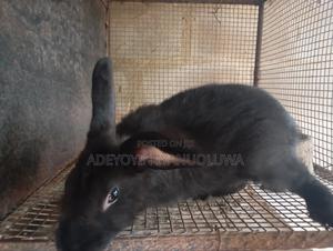 Havana Rabbit in Ikorodu - Farm Animals, Adeyoyin Iyanuoluwa | Jiji.ng