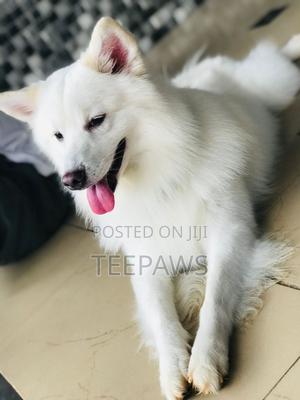1+ year Male Purebred American Eskimo in Benin City - Dogs & Puppies ...