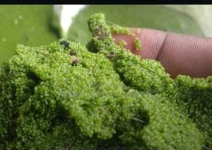 Azolla, Duckweed in Port-Harcourt - Feeds, Supplements & Seeds ...
