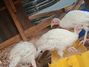 White Male Turkeys for Sale 10 Weeks Old in Ipaja - Farm Animals ...