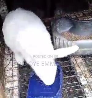 Rabbit Seller in Ibadan - Farm Animals, Olaoye Emmanuel | Jiji.ng