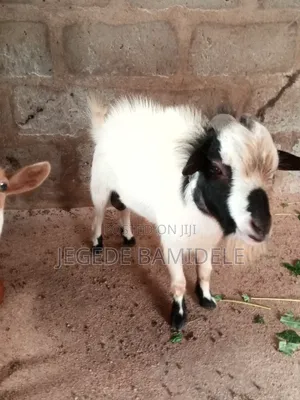 Goats in Nigeria for sale Prices on Jiji.ng