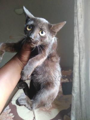 1-3 months Female Purebred Bombay in Kurudu - Cats & Kittens, Apeh ...
