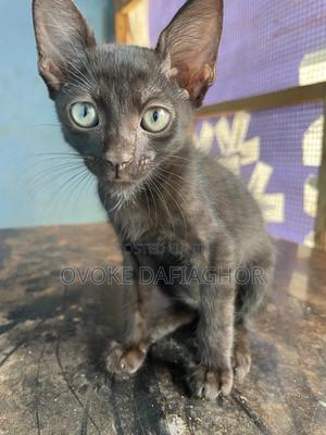 1-3 months Female Purebred Bombay in Ikoyi - Cats & Kittens, Ovoke ...