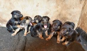 1-3 months Female Purebred German Shepherd in Benin City - Dogs ...