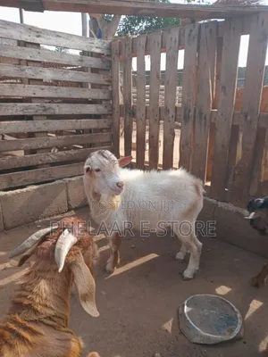 Goats in Lagos for sale Prices on Jiji.ng
