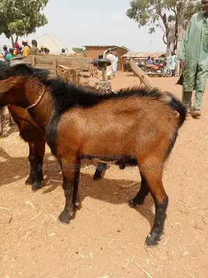 Goats in Nigeria for sale Prices on Jiji.ng