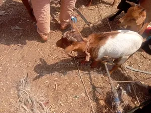 Goats in Nigeria for sale Prices on Jiji.ng