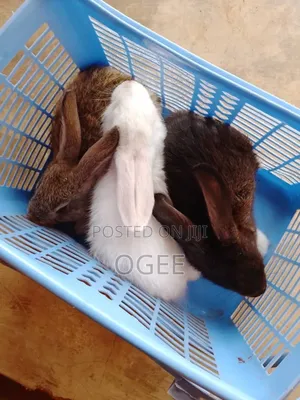 Rabbits in Nigeria for sale Prices on Jiji.ng
