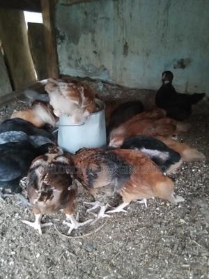 1 Month Noilers #4500 in Akoko-Edo - Farm Animals, Ofuje Jonah | Jiji.ng