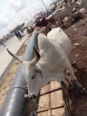 Cows in Lagos for sale Prices on Jiji.ng