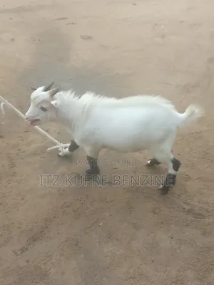 Goats in Nigeria for sale Prices on Jiji.ng
