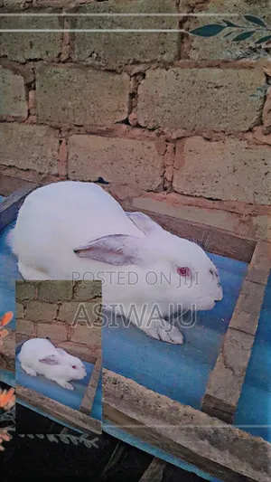 Other Animals in Nigeria for sale Price on Jiji.ng