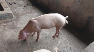40kg Live Pig in Ikeja - Farm Animals, Bryden Farm Limited | Jiji.ng