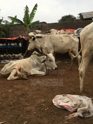 Cows in Lagos for sale Prices on Jiji.ng