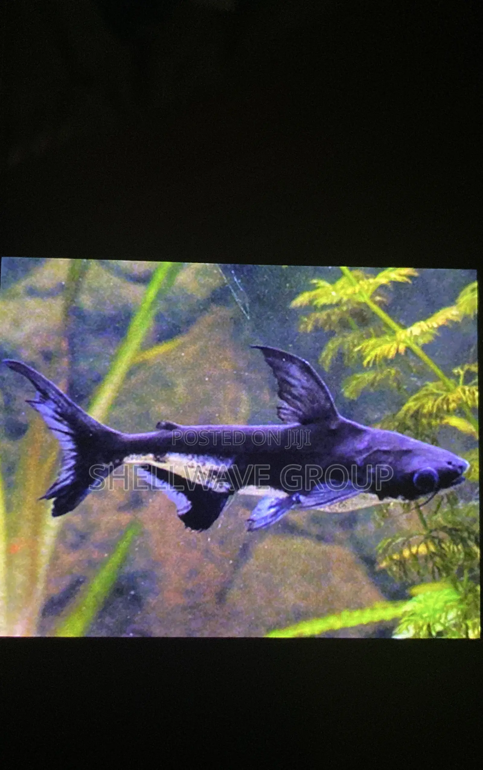Pangasius Shark in Ikeja - Fish, Shellwave Farms | Jiji.ng
