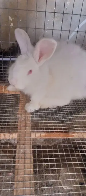 Rabbits in Nigeria for sale Prices on Jiji.ng