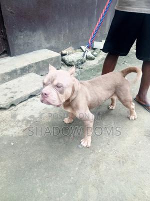 1+ year Male Purebred American Bully in Port-Harcourt - Dogs & Puppies ...