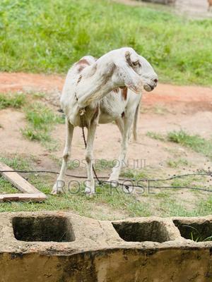 Female Ram Animals for Sale in Alimosho - Farm Animals, Rose Rose | Jiji.ng