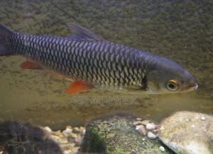 Cigar Shark in Ajah - Fish, Nn Aquatics | Jiji.ng