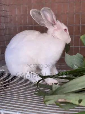 Rabbits in Nigeria for sale Prices on Jiji.ng