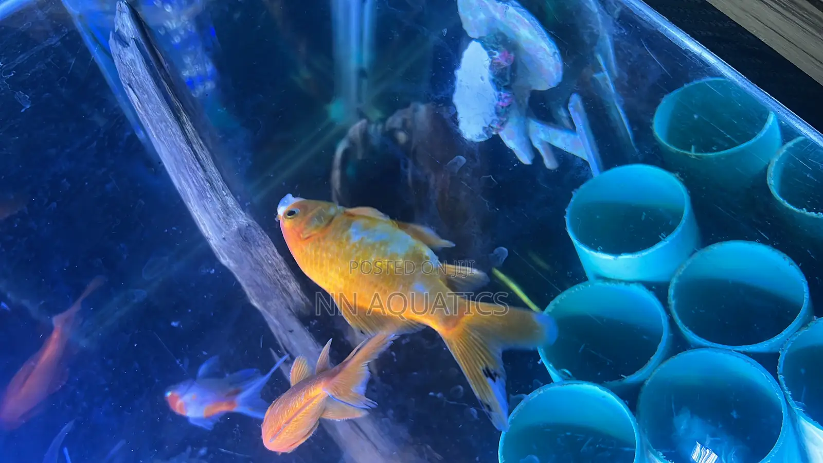 Gold Fishes in Ikoyi - Fish, Nn Aquatics | Jiji.ng