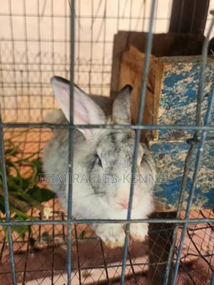 Rabbits For Sale in Benin City - Farm Animals, Anthony Miracle | Jiji.ng