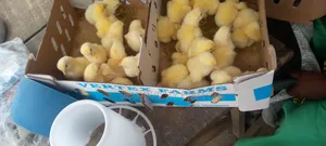 Chickens in Nigeria for sale Prices on Jiji.ng