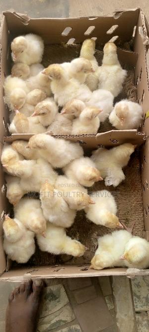 Day Old Cockerels in Ado-Odo/Ota - Farm Animals, Ifeoluwa Gbotuedo ...
