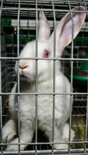 Rabbits in Nigeria for sale Prices on Jiji.ng