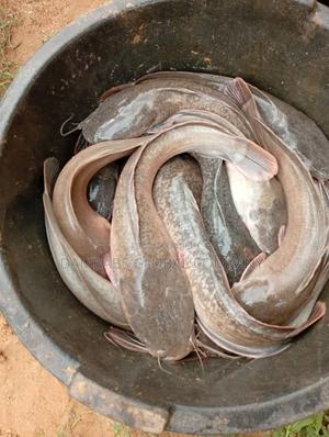 Fresh Table Size Catfish(Big Size Catfish) in Ipaja - Farm Animals ...