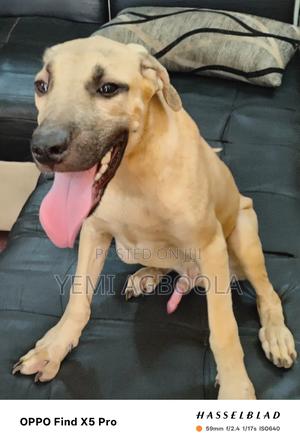 3-6 months Male Purebred Boerboel in Yaba - Dogs & Puppies, Yemi ...