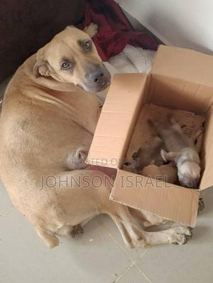 6-12 months Female Purebred Boerboel in Alimosho - Dogs & Puppies ...