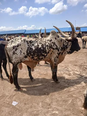 Cows in Lagos for sale Prices on Jiji.ng