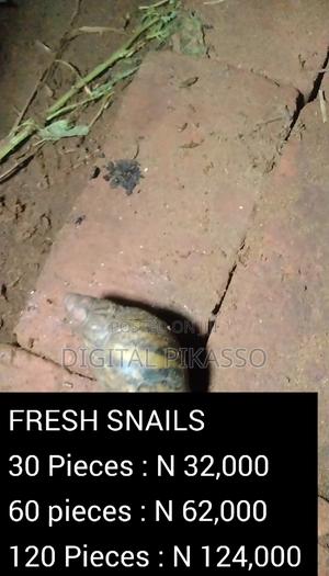 Get Your Premium Snails From Pikasso Farms in Apo District - Food ...