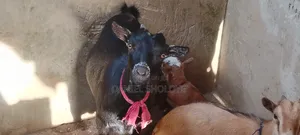 Goats in Nigeria for sale Prices on Jiji.ng