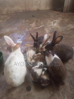 Rabbit Breed in Ado-Odo/Ota - Other Animals, Ayorinde David | Jiji.ng